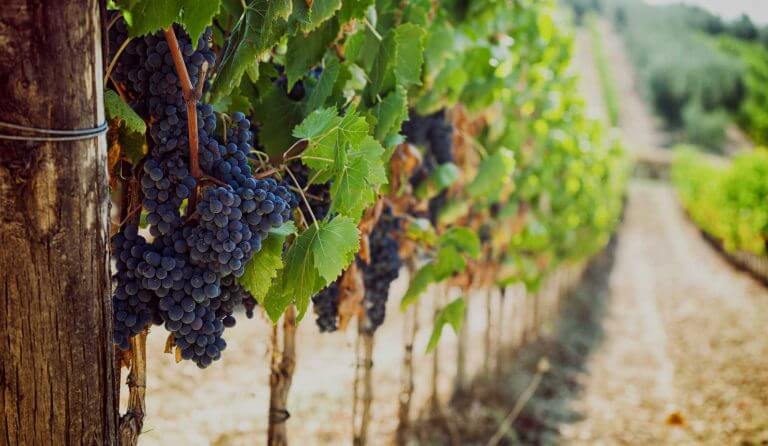 Proper Use of Fertilizes - Sheffa