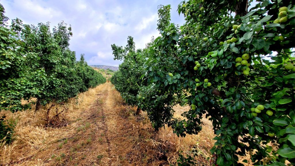 Proper Use of Fertilizes - Sheffa